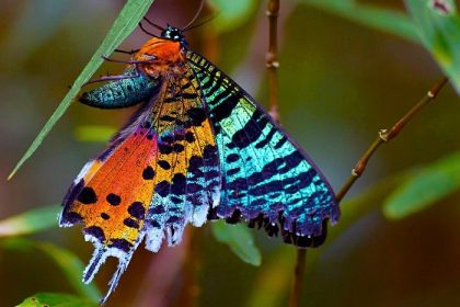 Top 20 cudownych i zjawiskowych motyli na Ziemi - Fomen